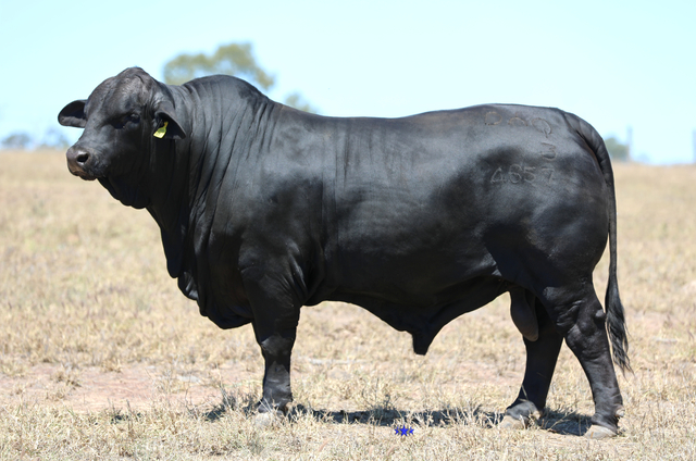 Historic price is no bull | Emerald Today