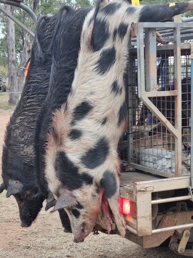 Hunting comp raises $50k for Dingo school | Emerald Today